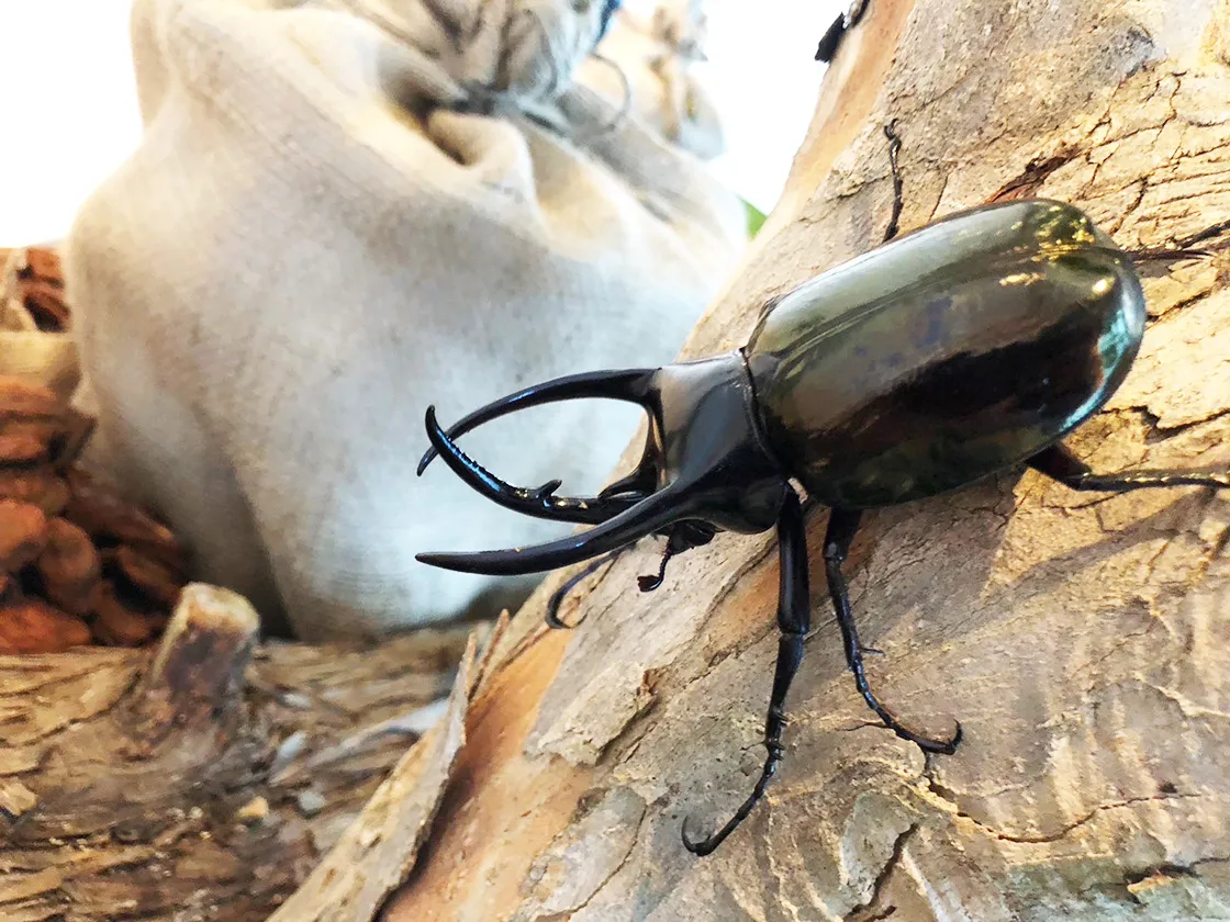 【新潟市江南区】世界の希少なカブトムシ・クワガタと触れ合える♪『TOMUSHIのカブクワすごいぞ！！ アピタパワー新潟亀田店 ふれあいの森』が7月15日から開催！ - 地域情報サイト「ガタチラ」